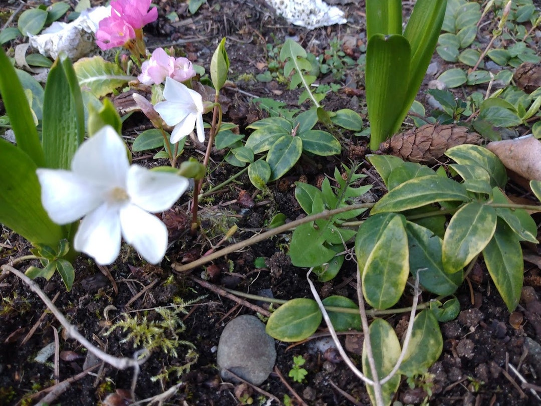 5 Live Variegated Vinca (vinca Minor) Periwinkle W/white Flowers ...