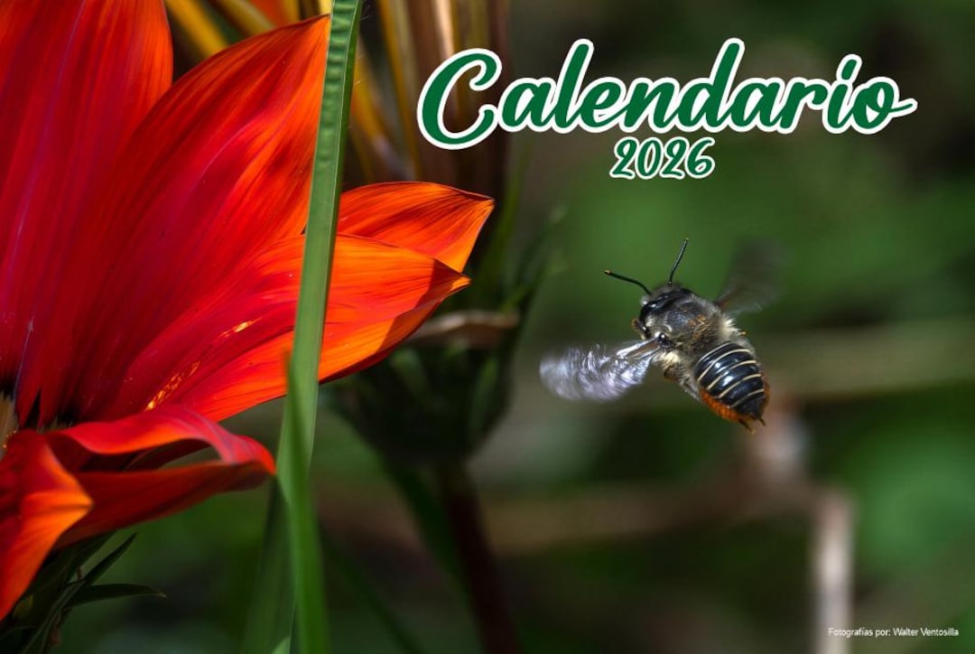 Nuestro “abejas Calendario 2026” En Español, Es Todo En Uno: Agenda ...