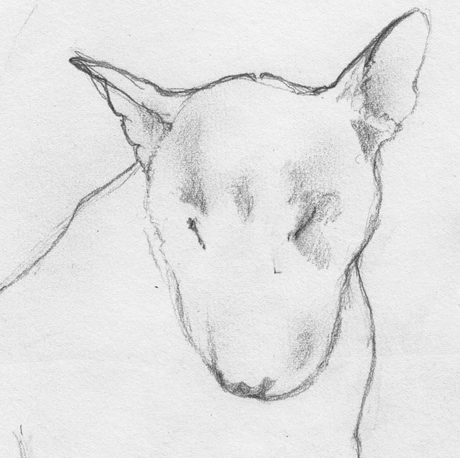 English Bull Terrier Line Drawing Print to Frame | Etsy