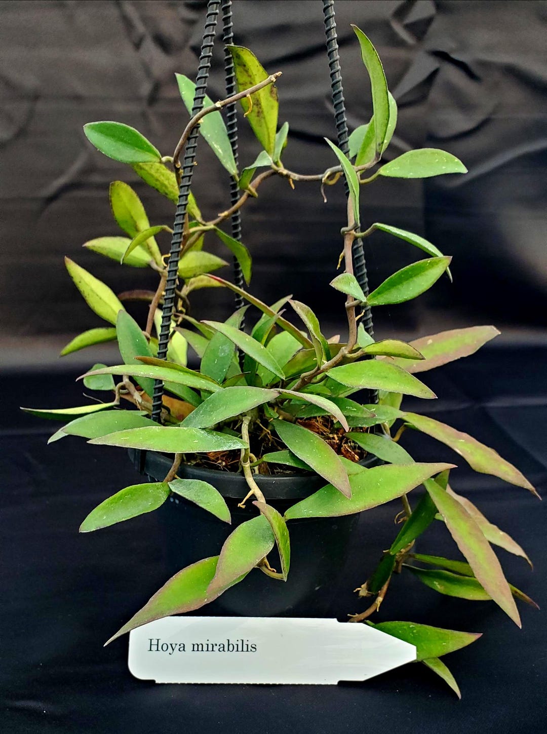 Hoya Mirabilis Live Plant 4 Inch Hanging Basket Rare Hoya - Etsy