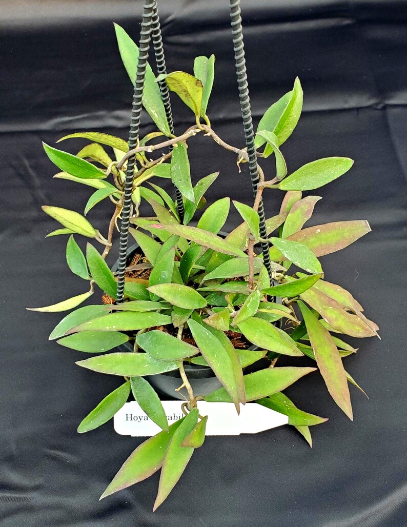 Hoya Mirabilis Live Plant 4 Inch Hanging Basket Rare Hoya - Etsy