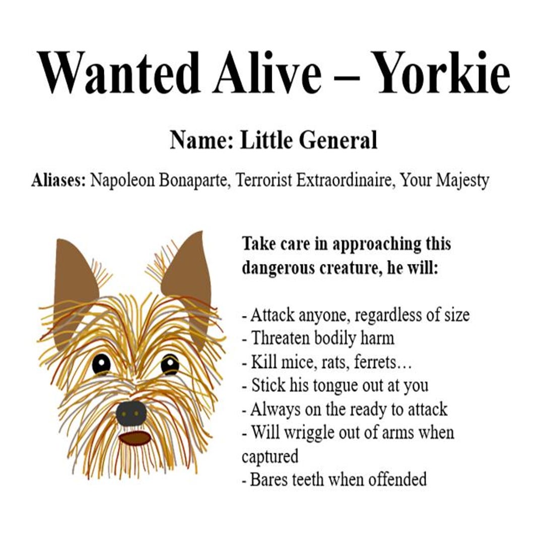Wanted Poster for Yorkie, Known as Little General - Etsy