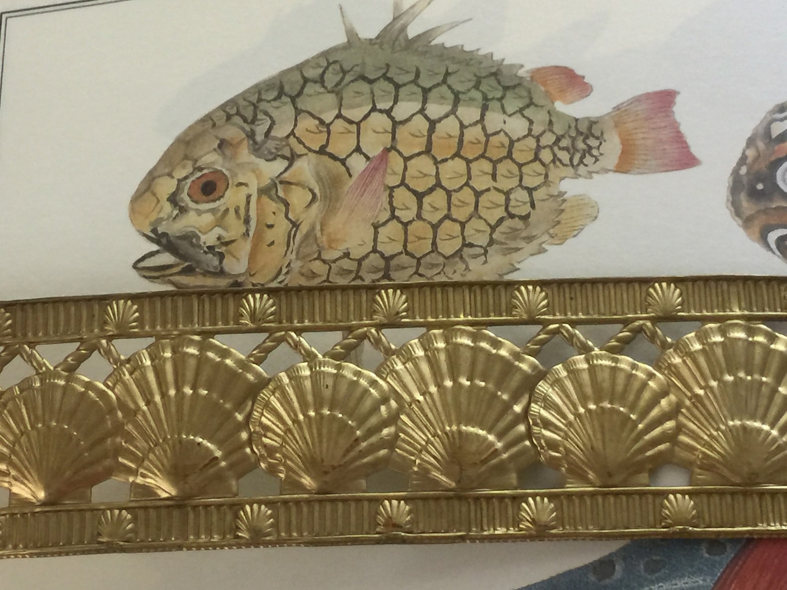 RARE Scallop Shell Banding 1 Foot - Etsy