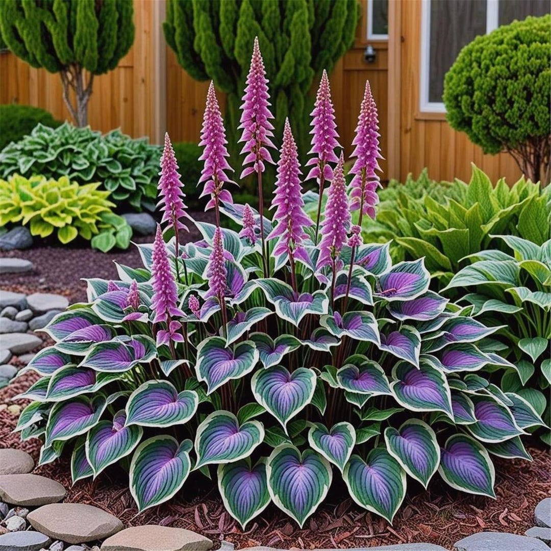 297+ Hosta Seeds – Non-gmo Heirloom Perennial Hosta Flower - Etsy