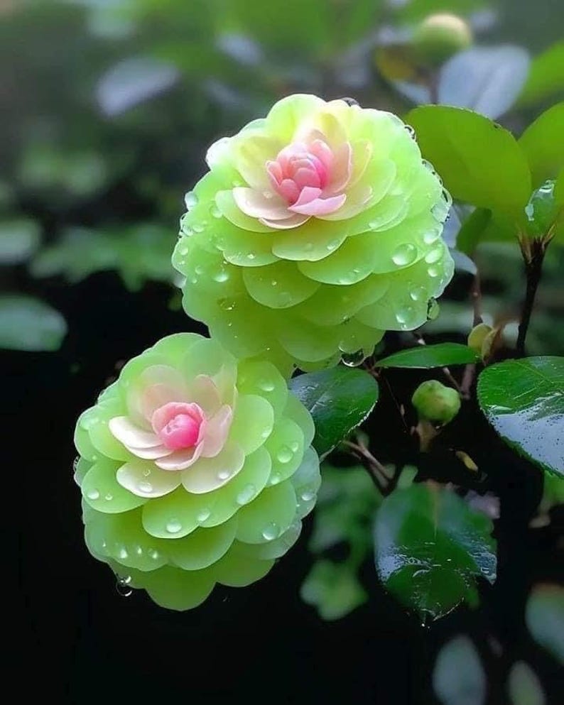 50 Cream De La Cream Phlox Seeds | Perennial Flowers | Butterfly Friendly - Etsy