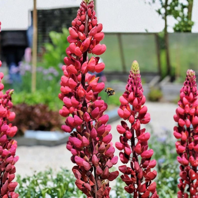 Red Russell Lupine Seeds, My Castle Flower Spikes, Tall Garden Blooms ...