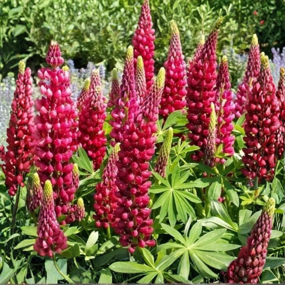 Red Russell Lupine Seeds, My Castle Flower Spikes, Tall Garden Blooms ...