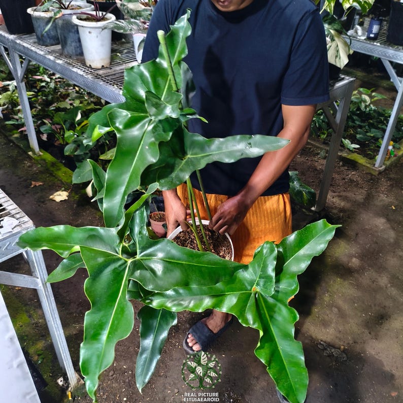 Thaumatophyllum Angela Green Big Size Real Photo - Etsy