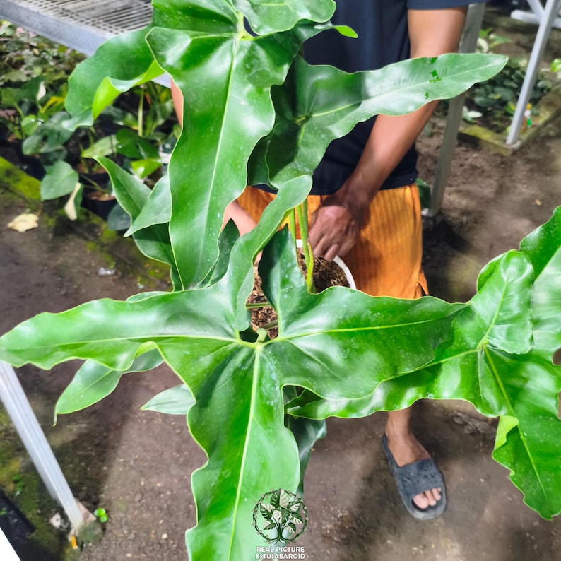 Thaumatophyllum Angela Green Big Size Real Photo - Etsy