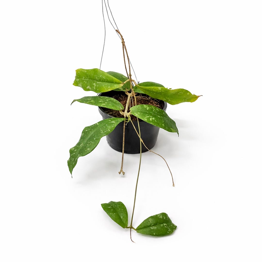 Hoya Undulata Splash Green Jungleplant Outdoor - Etsy
