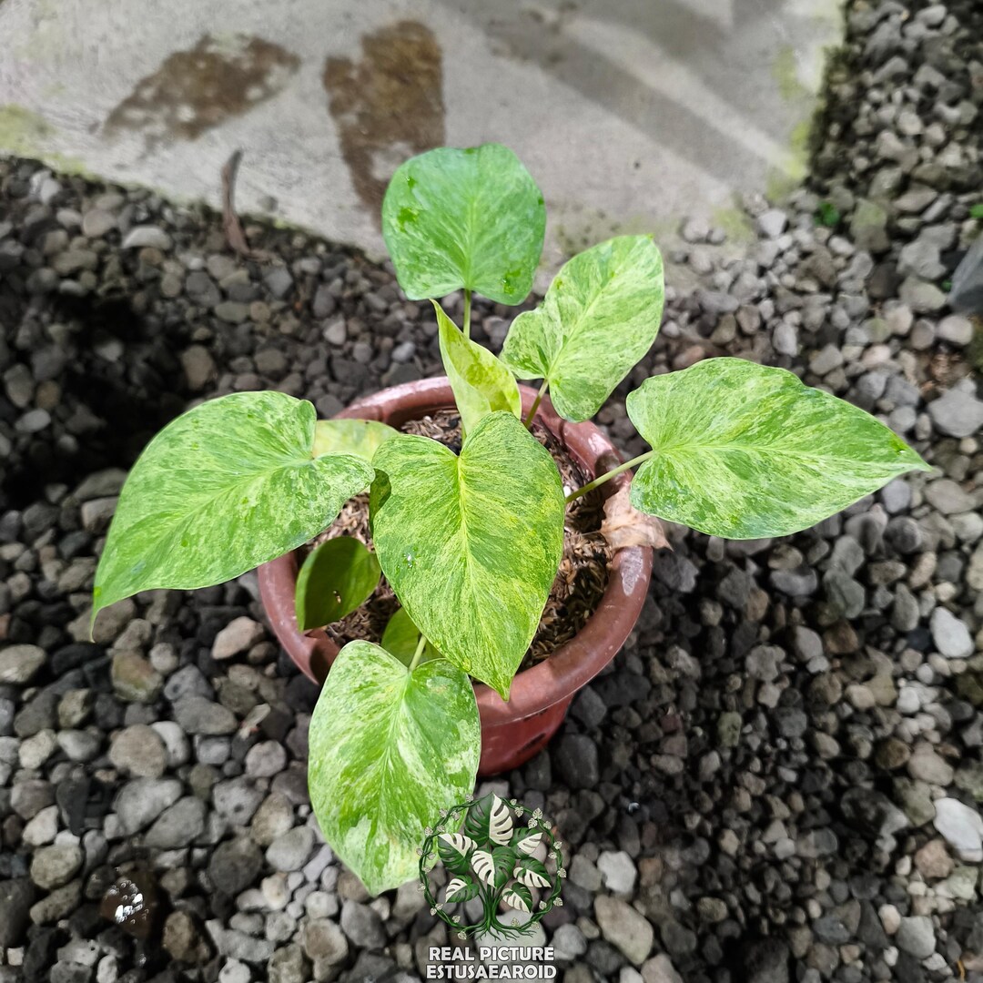 Variegated Homalomena Mint Real Picture Indoor Plant - Etsy
