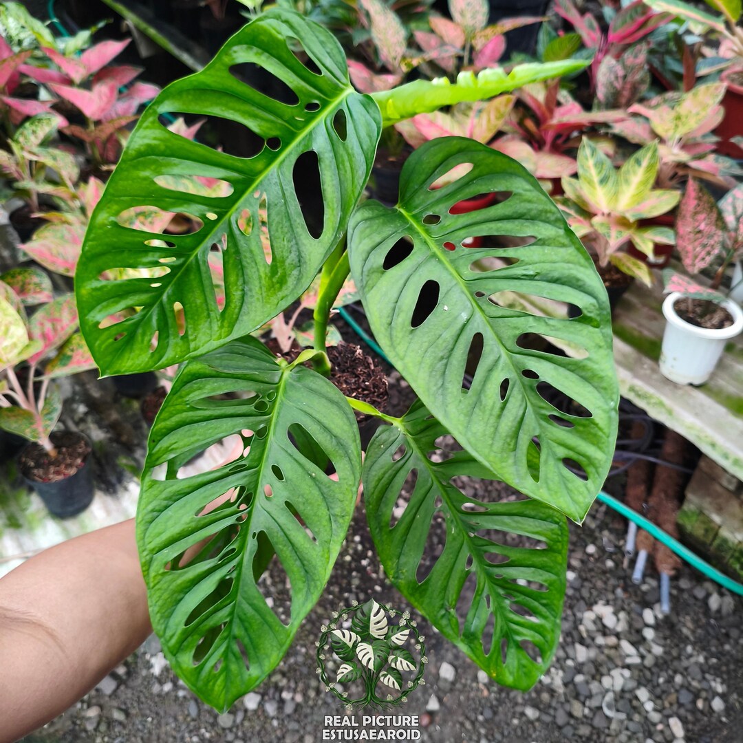 Monstera Acuminata Large Leaf Real Picture Plant - Etsy