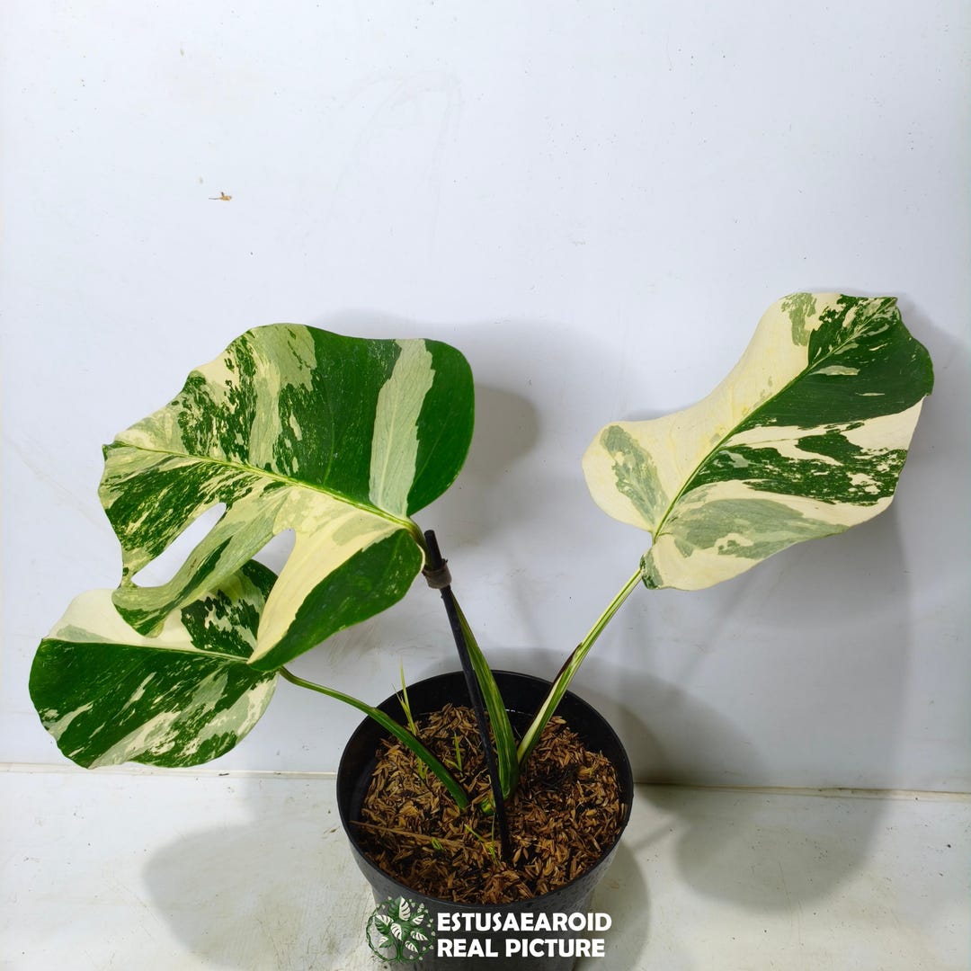 Monstera White Tiger Albo Variegated Real Photo Indoor Plant - Etsy