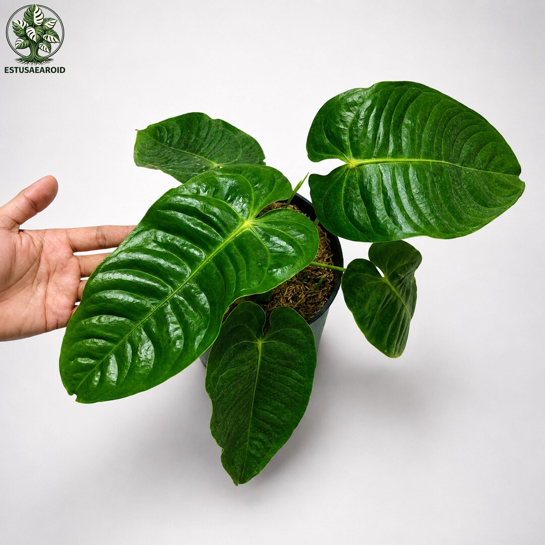 Anthurium Veitchii Narrow Form Plant - Etsy Australia