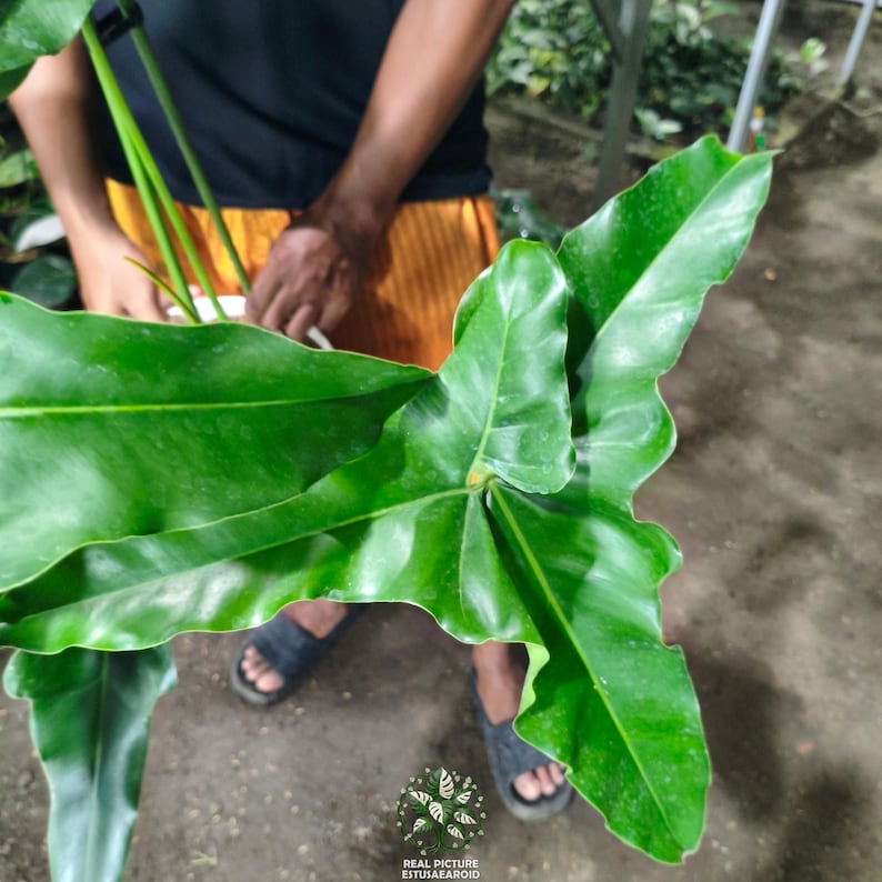 Thaumatophyllum Angela Green Big Size Real Photo - Etsy