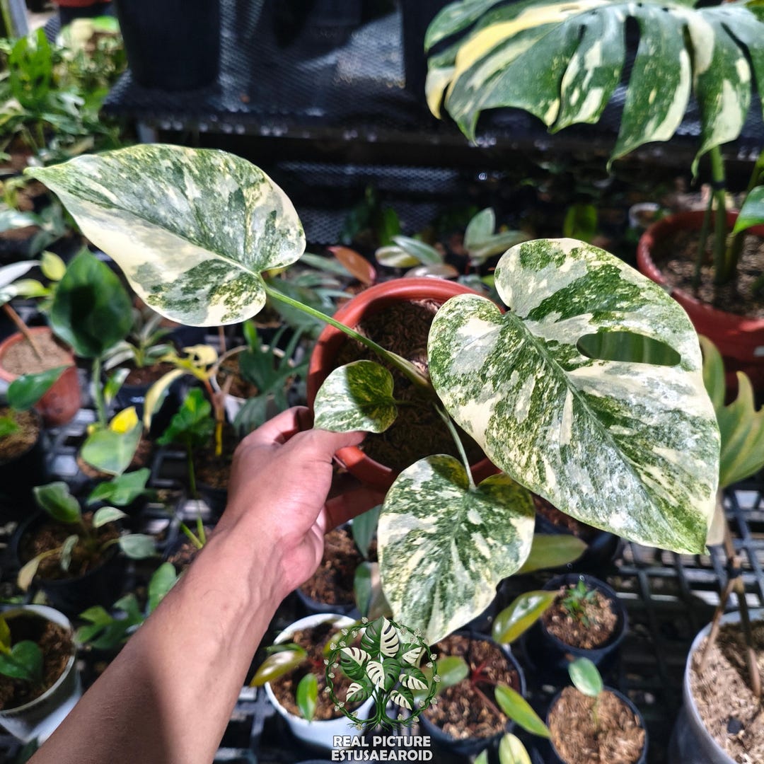 Monstera Legacy Marble Variegated Real Photo - Etsy