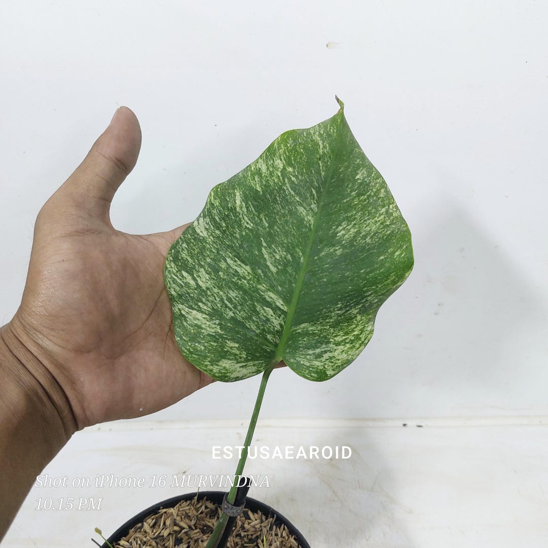 Monstera Devil Monster Mint Variegated One Leaf - Etsy