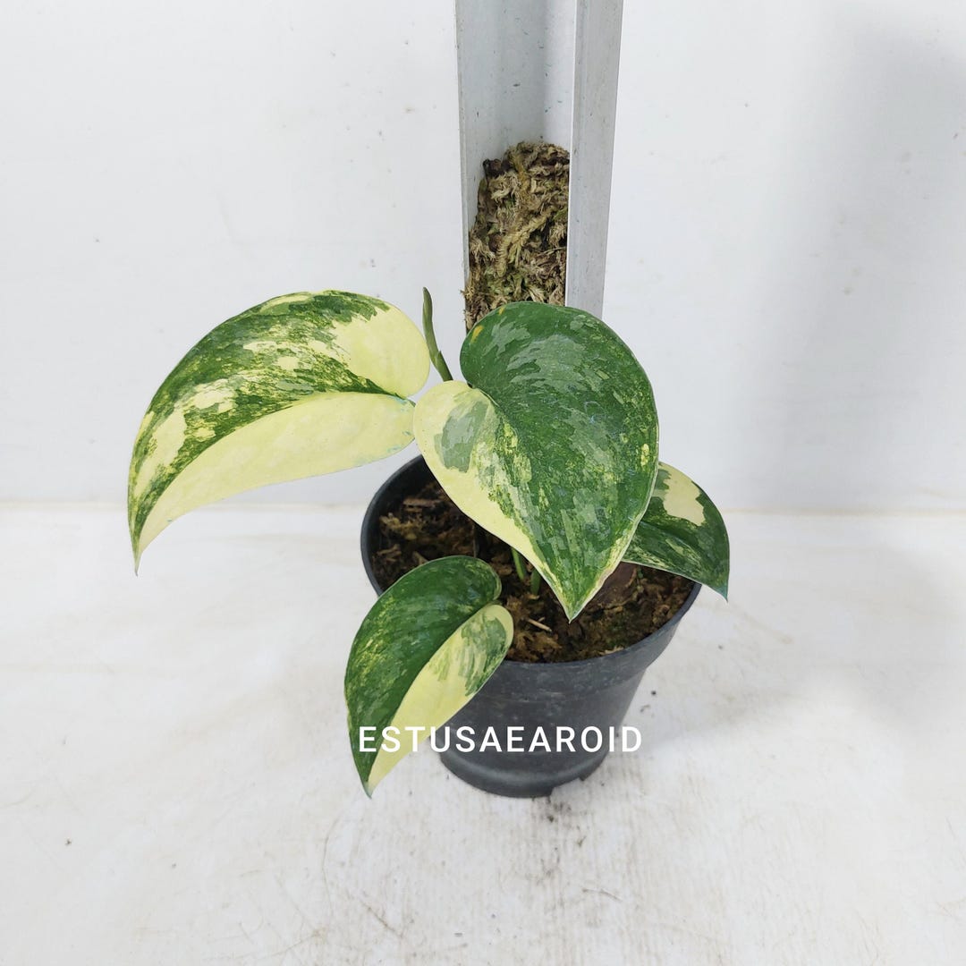 Scindapsus Rubicon Variegated Exotica - Etsy