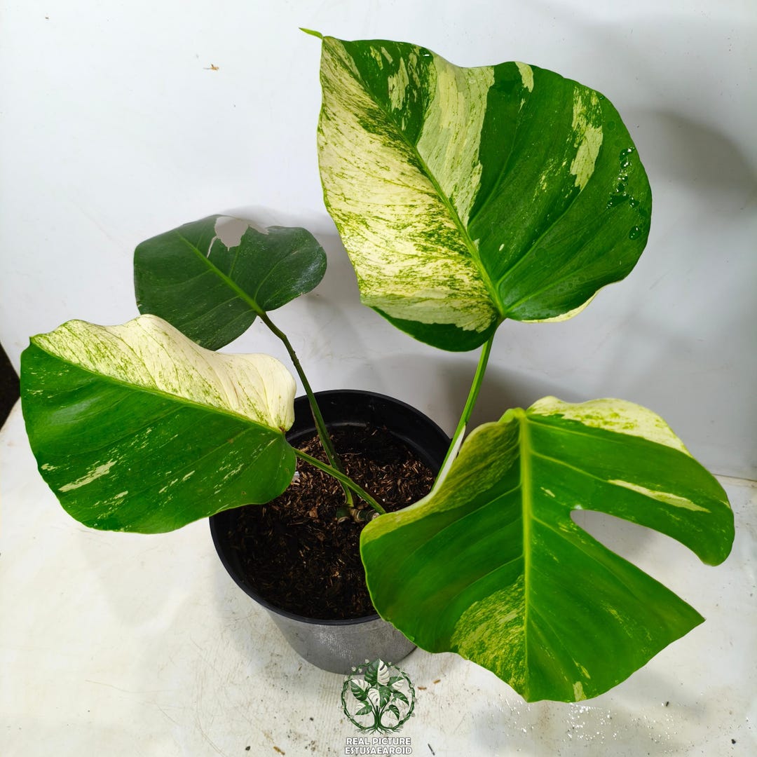 Monstera Devil White Monster Variegated Actual Picture Plant Outdoor - Etsy