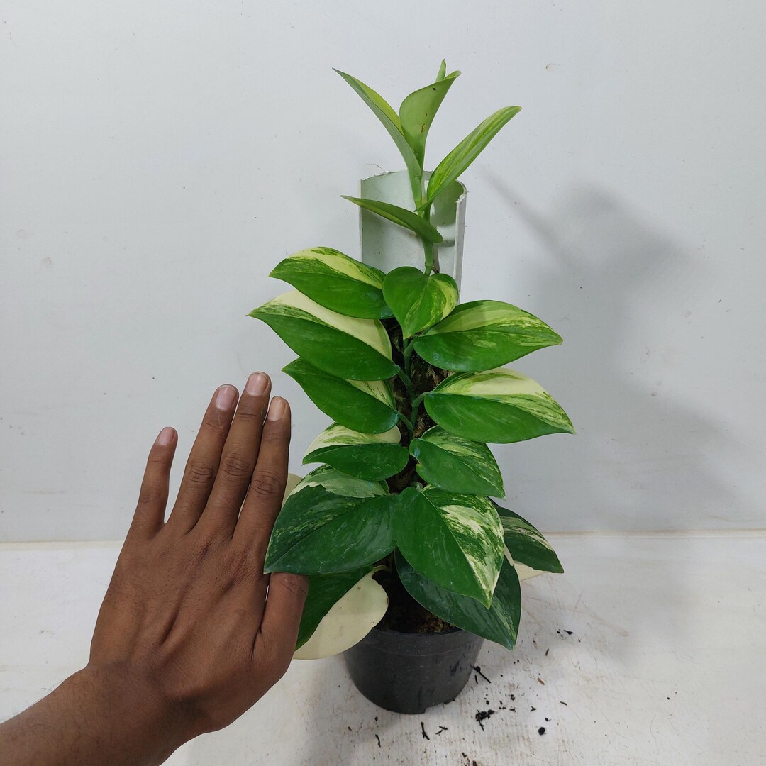 Scindapsus Exotica Rubicon Variegated - Etsy