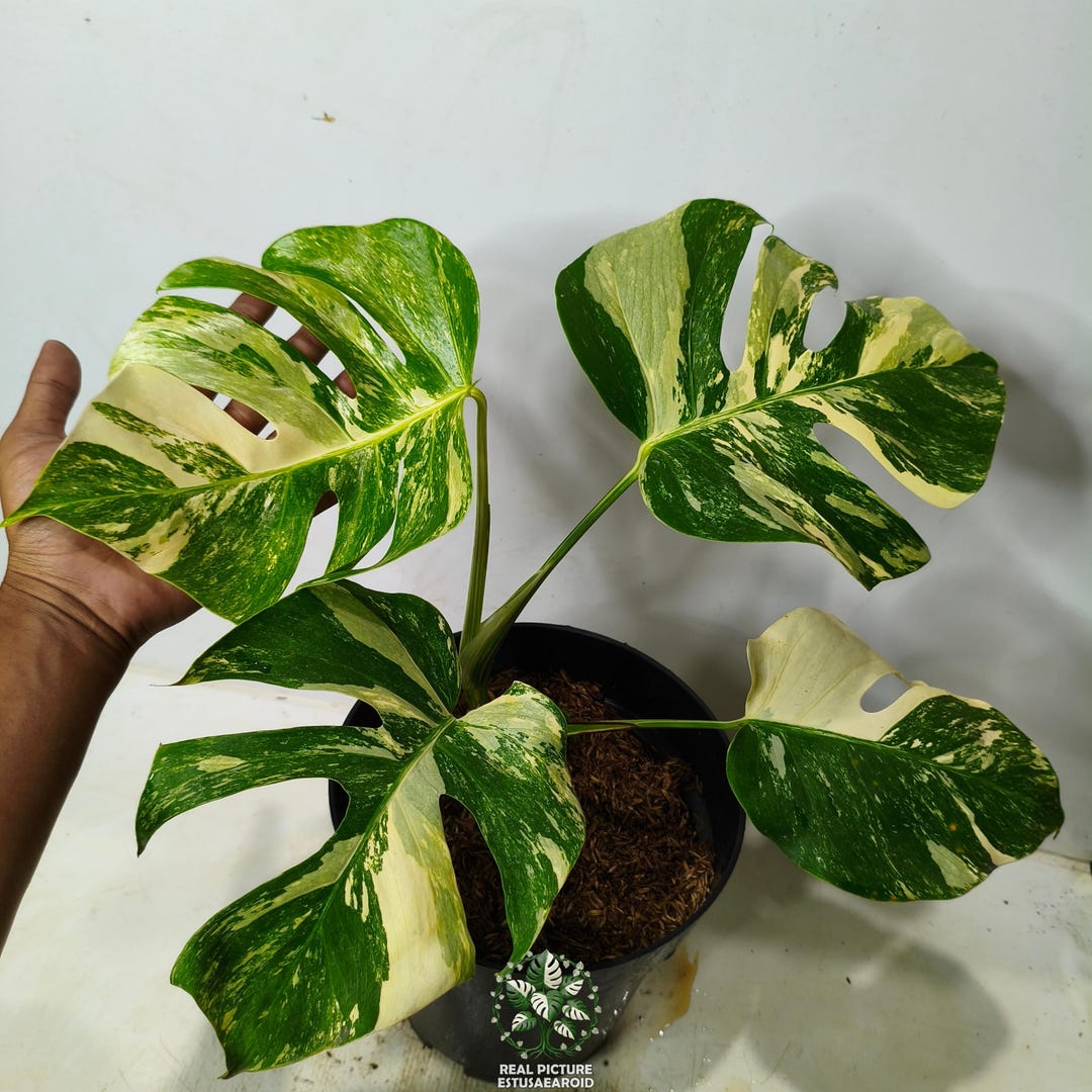 New Monstera Albo White Tiger Variegated Beauty Leaf Real Photo - Etsy