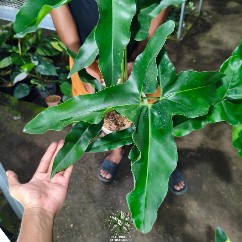 Thaumatophyllum Angela Green Big Size Real Photo - Etsy