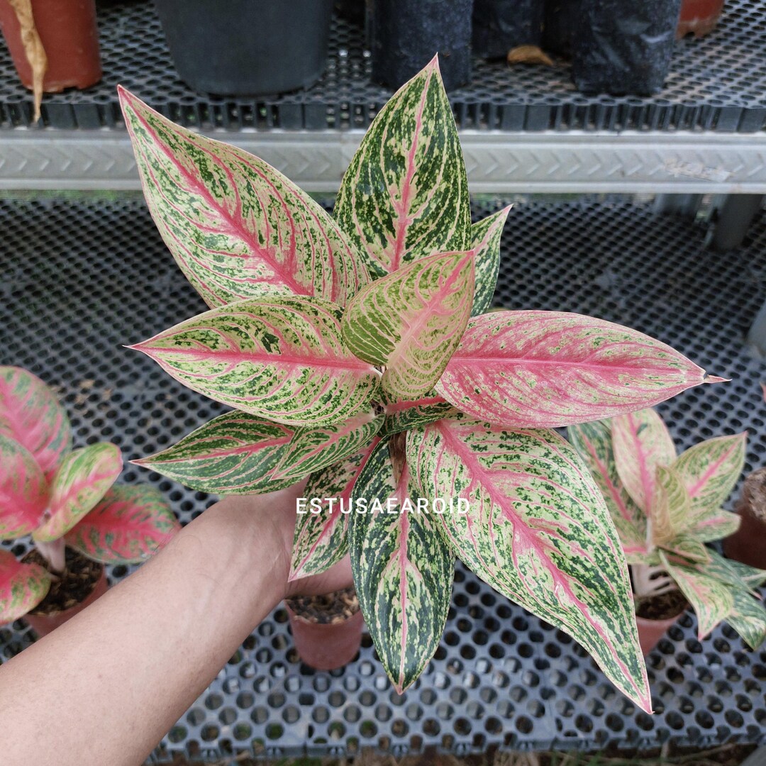 Aglaonema Red Legacy Beauty Leaf - Etsy