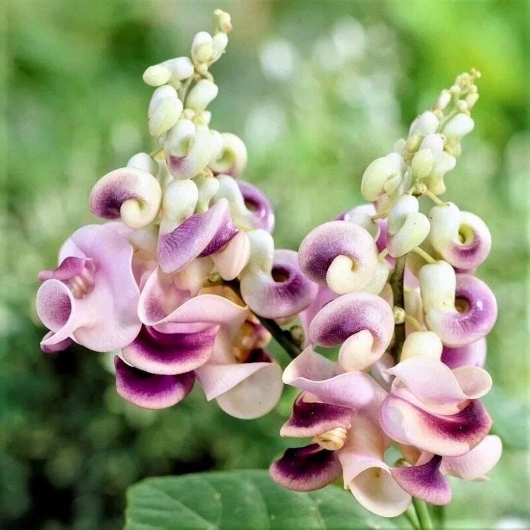 Rare Snail Vine Flower Seeds, Vigna Caracalla, Scented Vine - Etsy