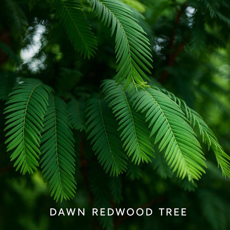 25 Seeds Dawn Redwood Tree Seeds – Metasequoia Glyptostroboides – Rare ...