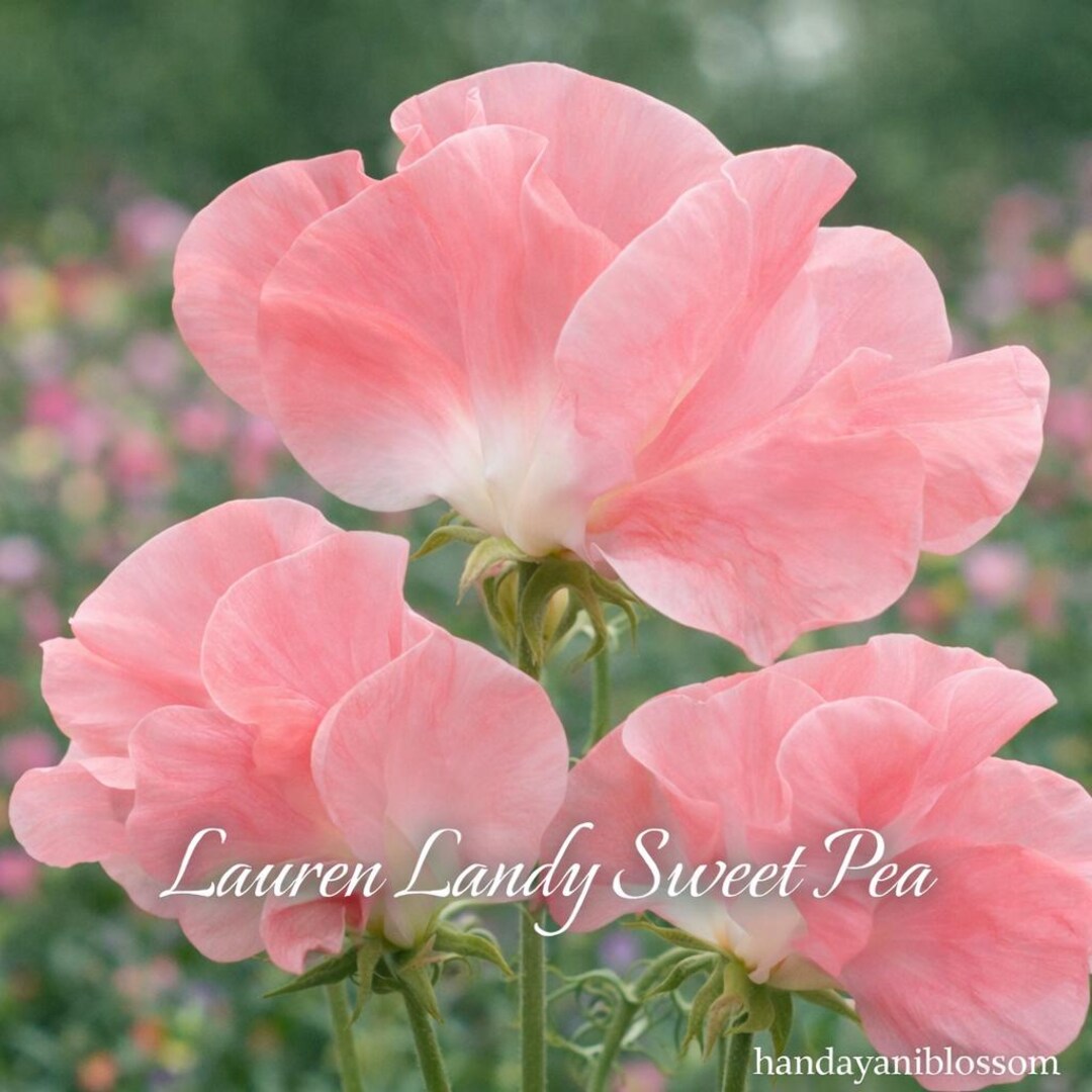 50 Lauren Landy Sweet Pea Seeds – Soft Pastel Blooms, Fragrant Climbing ...