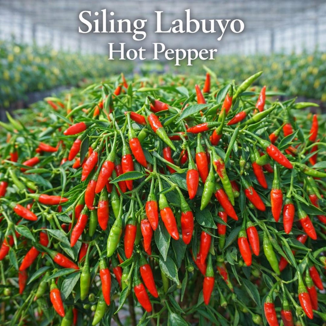 25 Siling Labuyo Hot Pepper Seeds, Filipino Heirloom Chili, Small Fiery ...