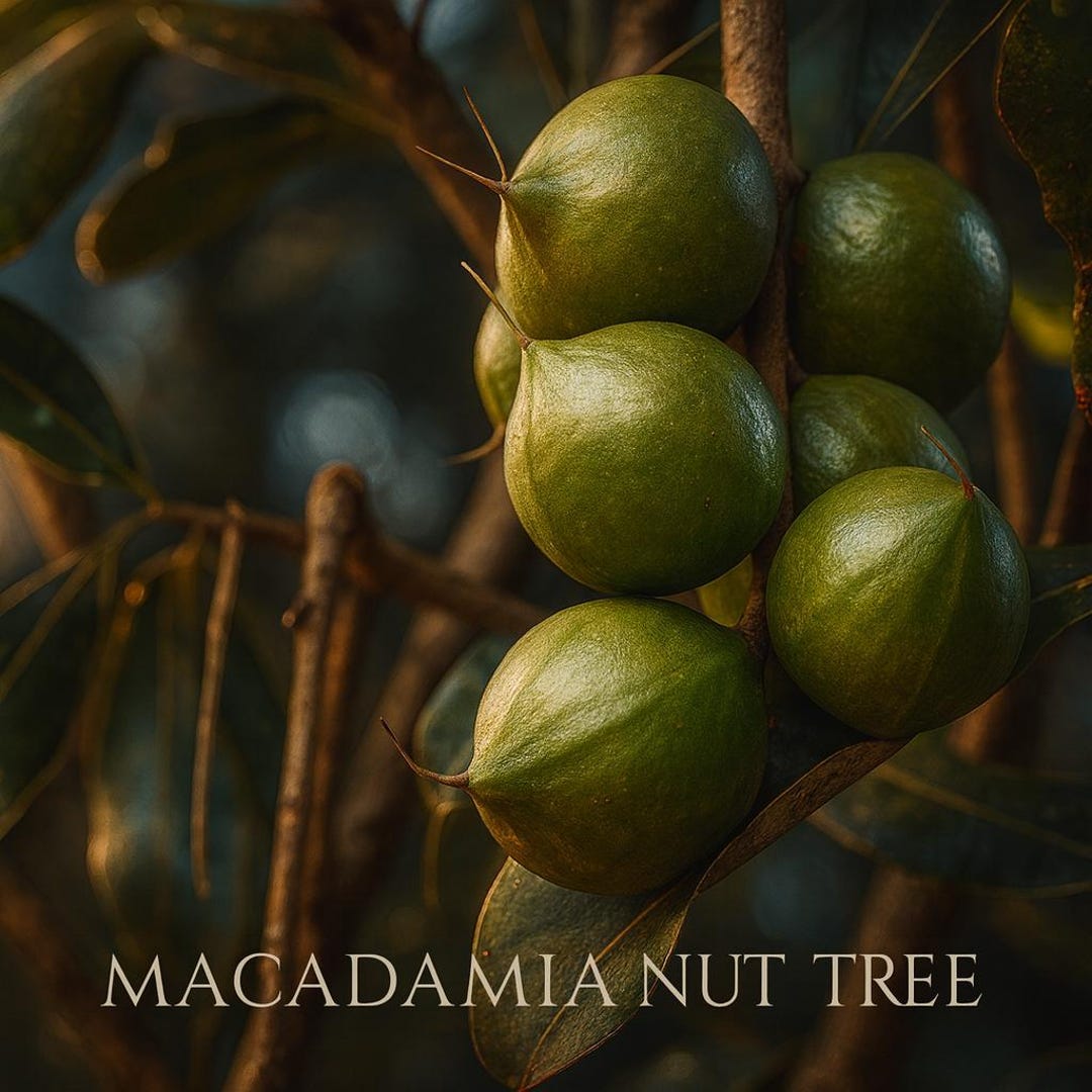Macadamia Nut Tree Seeds – Tropical Evergreen, White-pink Blooms (5 ...