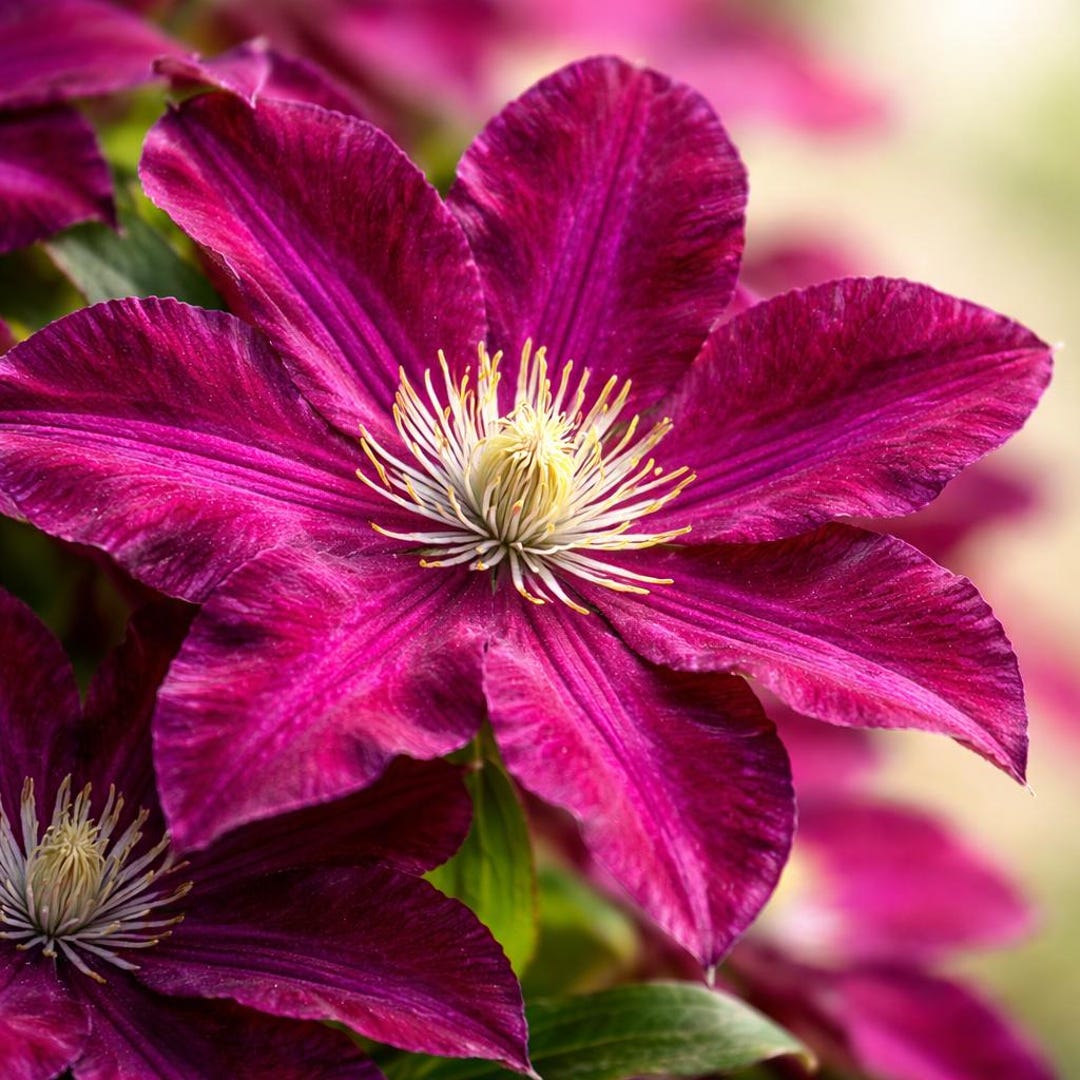 Midnight Showers Clematis Vine 2.5” Pot, Reddish Purple Velour Flowers ...