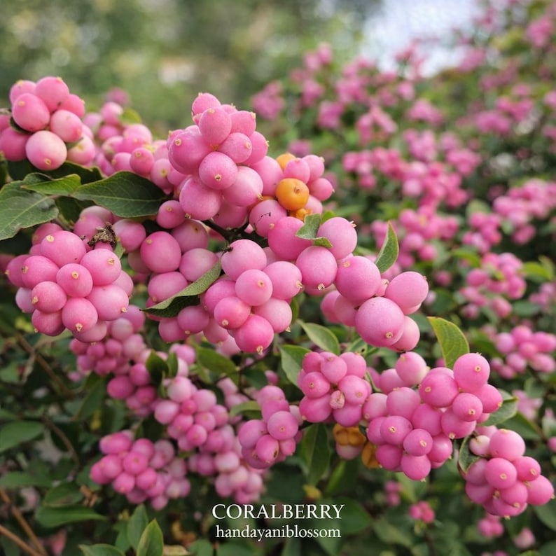 25 Coralberry Shrub Seeds – Pink Indian Currant Symphoricarpos ...