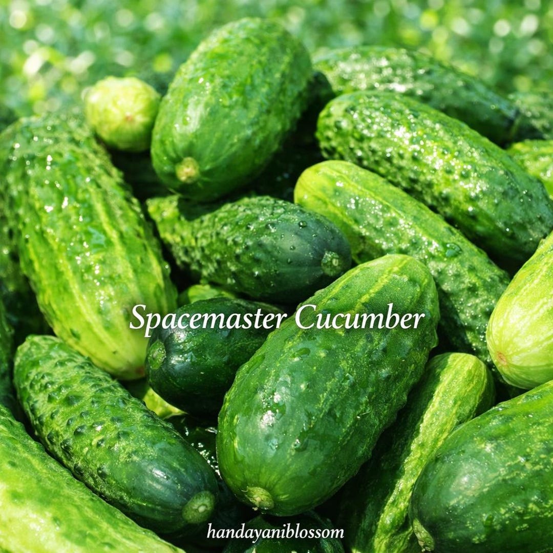 30 Spacemaster Cucumber Seeds – Compact Bush Variety, Crisp Fresh ...