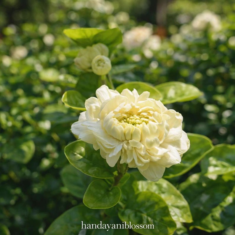 Grand Duke of Tuscany Jasmine – Jasminum Sambac, Small Rooted Starter ...