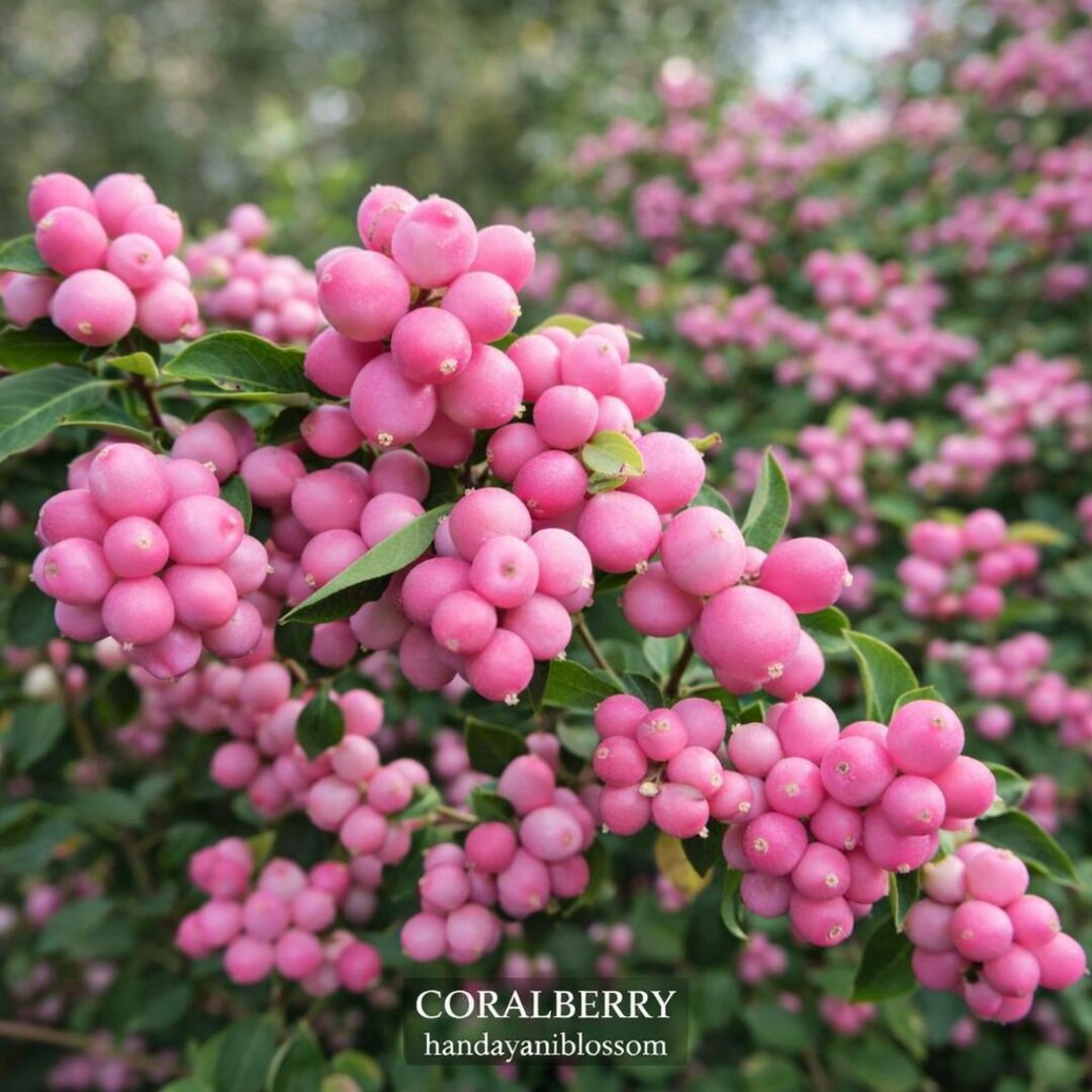 25 Coralberry Shrub Seeds – Pink Indian Currant Symphoricarpos ...