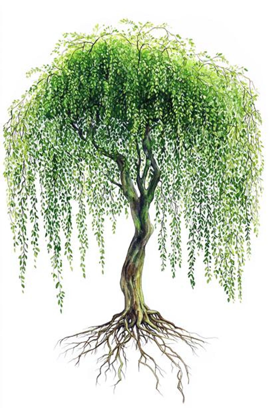 Watercolor Weeping Willow Tree Print, Botanical Nature Art (PDF ...
