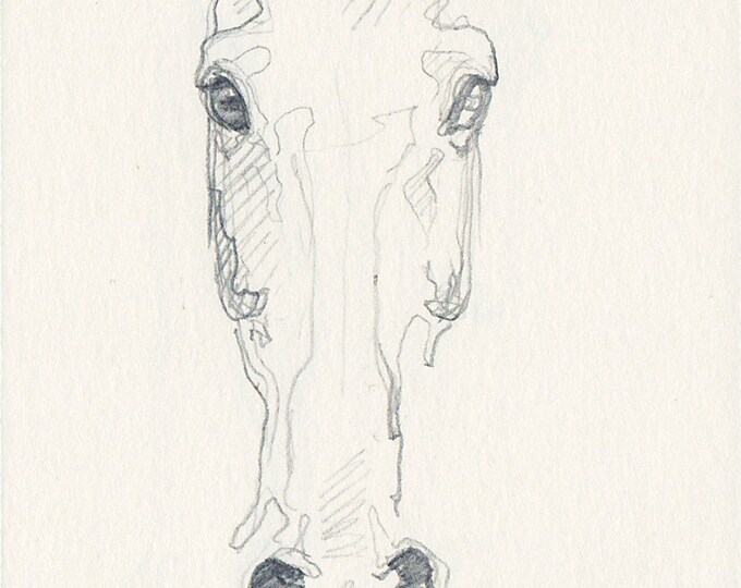 Horse Head Original Pencil Sketch, Animal Art, Contemporary Original ...