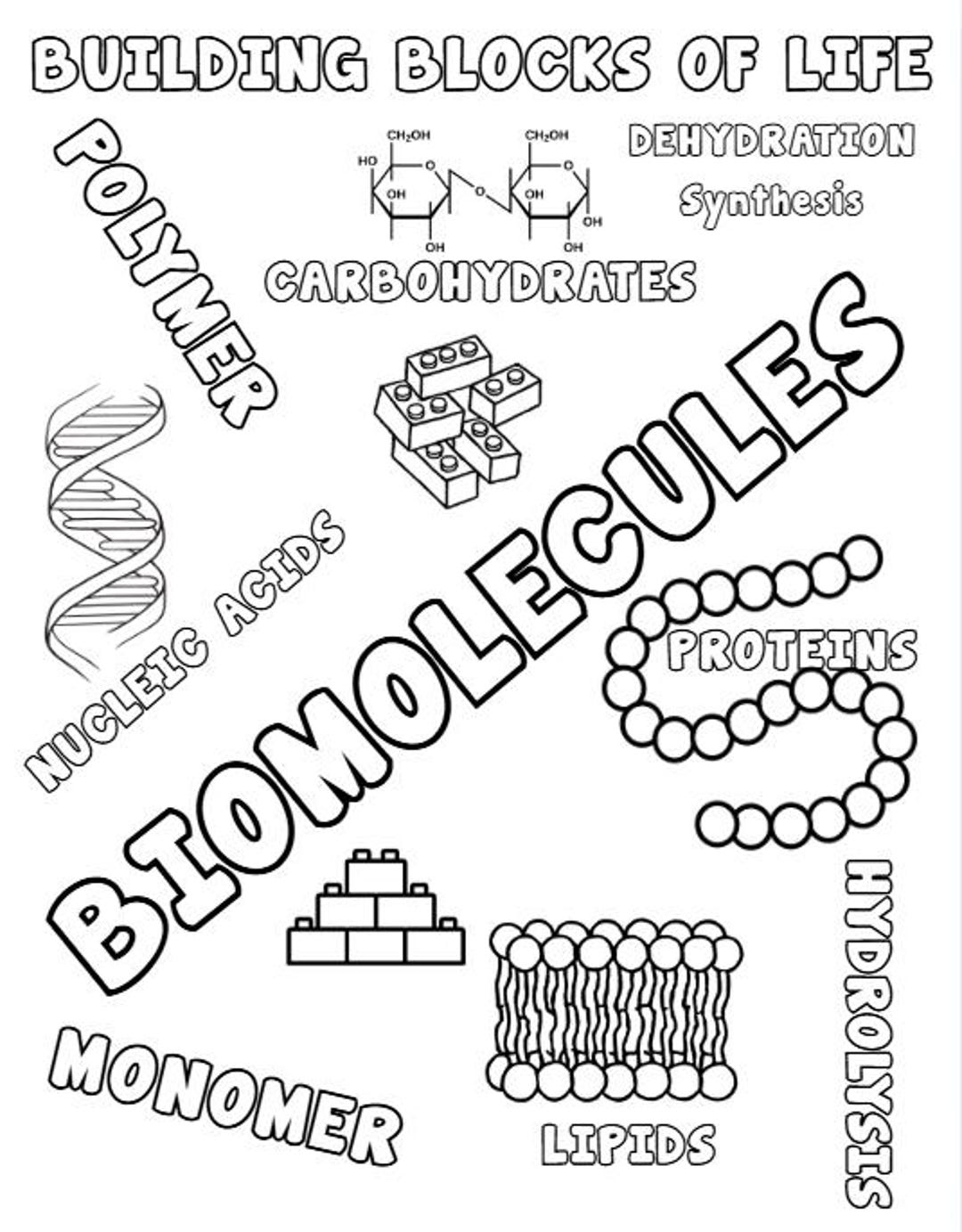 Biomolecules Doodle Notes - Etsy