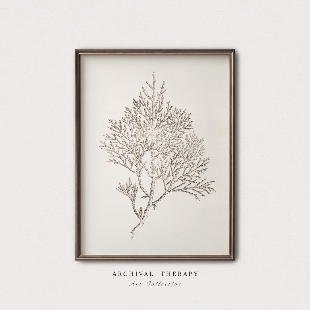 Vintage Savine Print: Printable Vintage Botanical Art, Farmhouse Decor ...