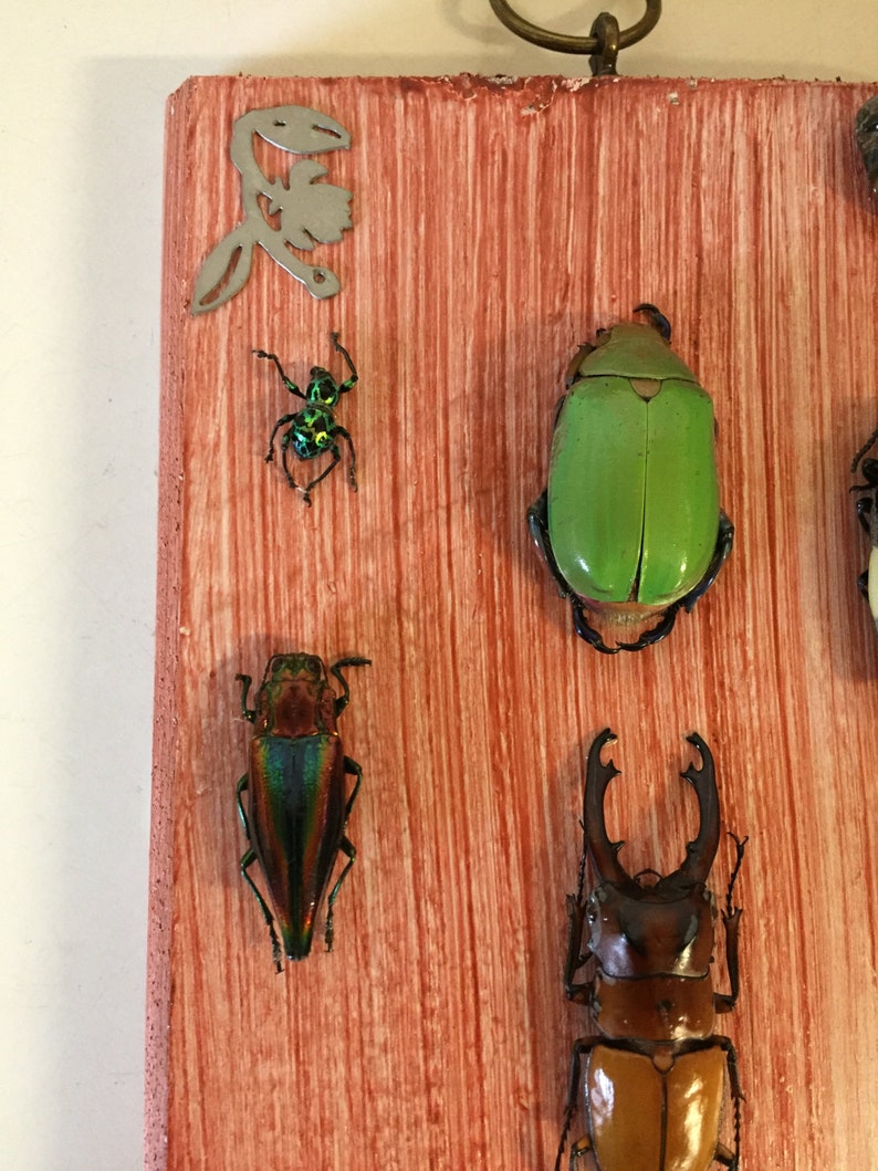 Oddity Exotic Beetle Board Wall Hanging - Etsy España