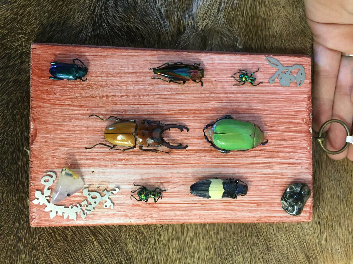 Oddity Exotic Beetle Board Wall Hanging - Etsy España