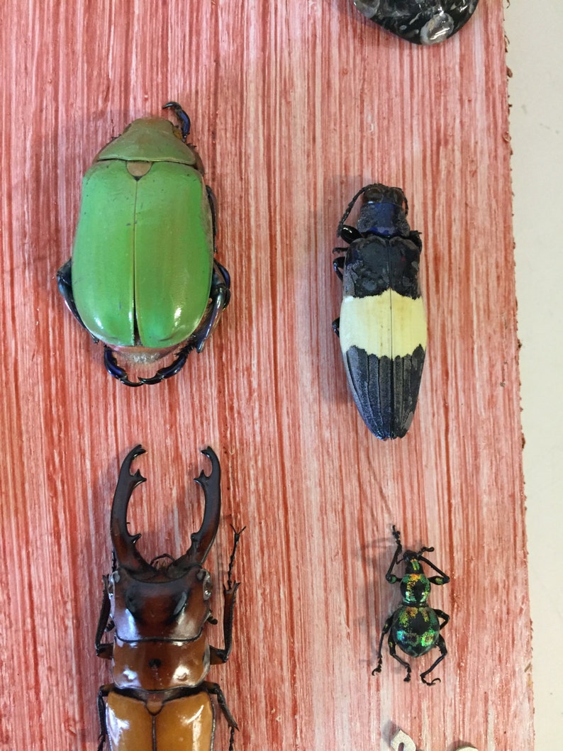 Oddity Exotic Beetle Board Wall Hanging - Etsy España