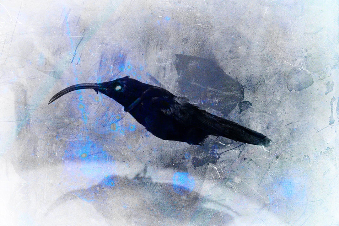 The Bird of Blue | Macabre Bird Photography Print | Dark Art Wall Decor ...