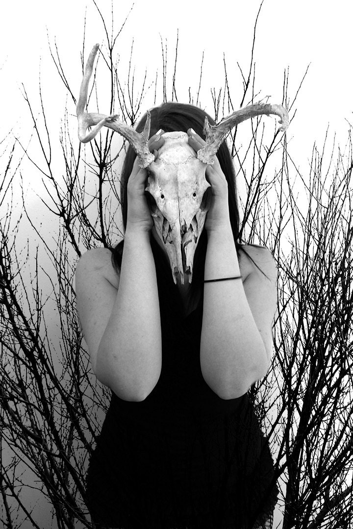 Deer Skull Photography