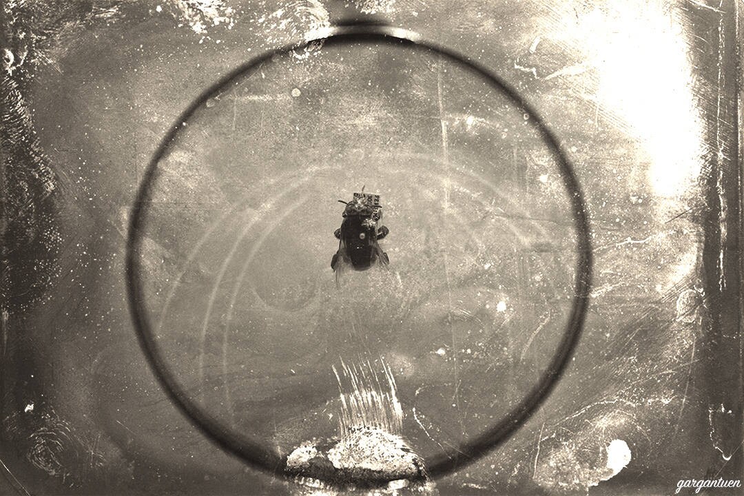 The Fly Under Magnifying Glass | Black and White Photography Print ...