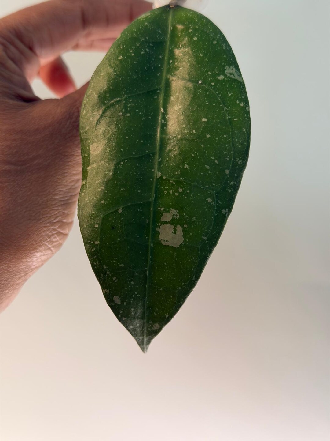 Hoya Bird of Paradise - Etsy
