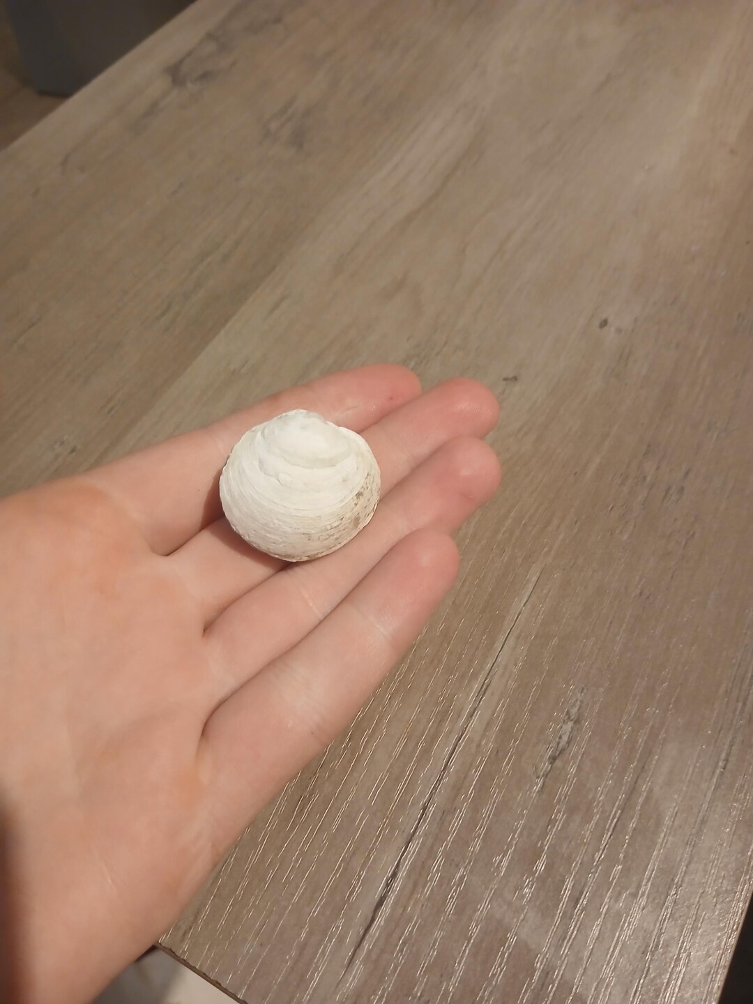 Small Fossilized Coral Shell – Natural Sea Fossil Specimen, Ancient ...