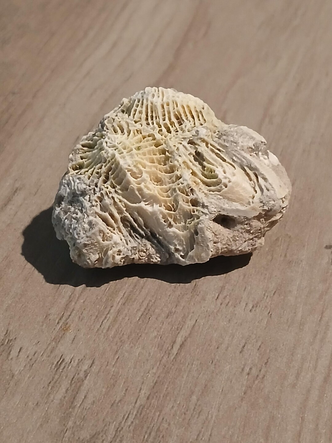 Small Fossilized Coral Stone, Unique Ancient Sea Specimen, Coastal Gift ...